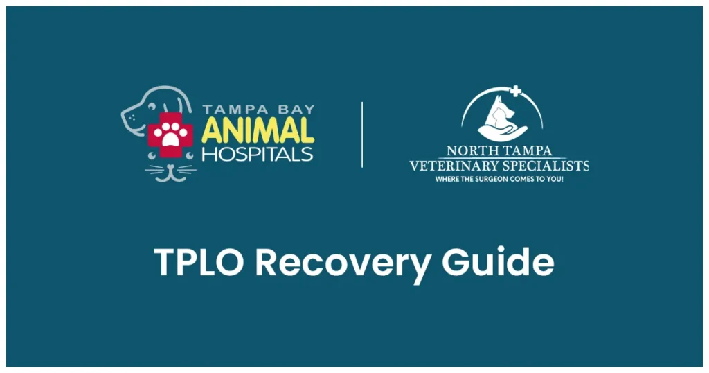 TPLO Recovery Guide - TPLO Tampa