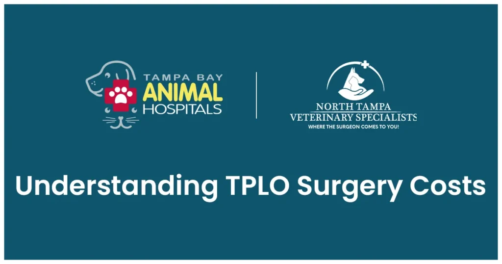 Understanding TPLO Surgery Costs - TPLO Tampa