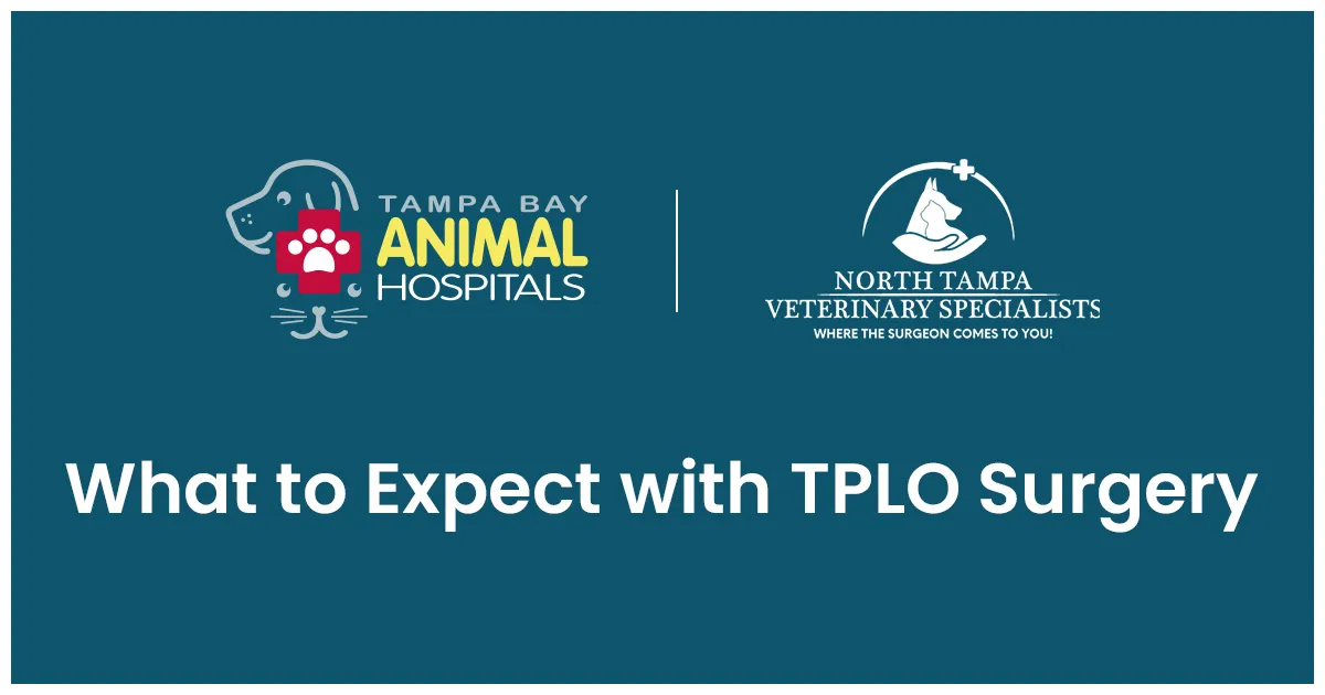 What to Expect with TPLO Surgery - TPLO Tampa